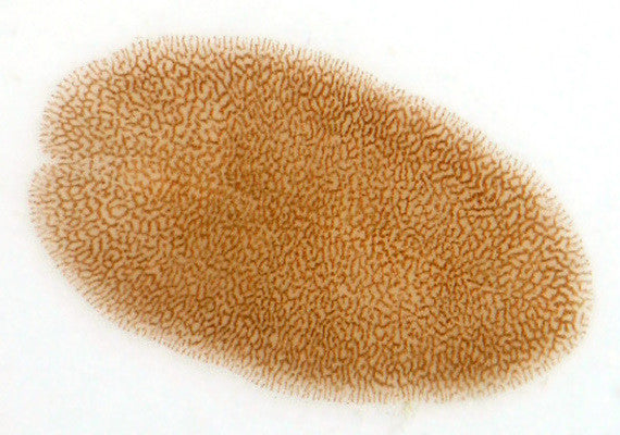 How to Identify and Get Rid of the Top 7 Reef Pests | ASAP Aquarium