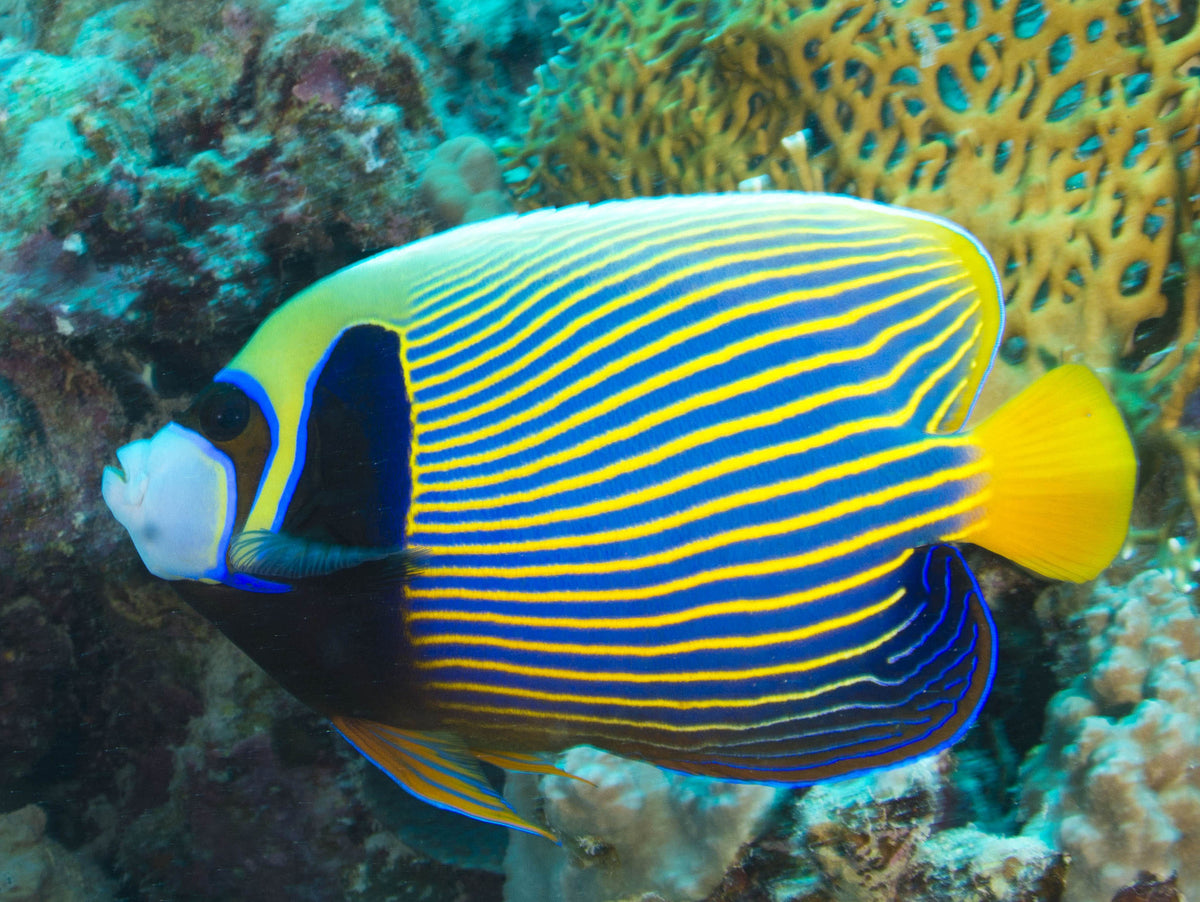 Friday Fish Facts - The Emperor Angelfish | ASAP Aquarium