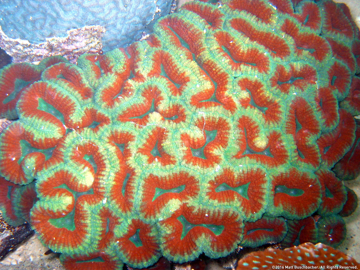 How to Identify the 3 Basic Types of Coral | ASAP Aquarium