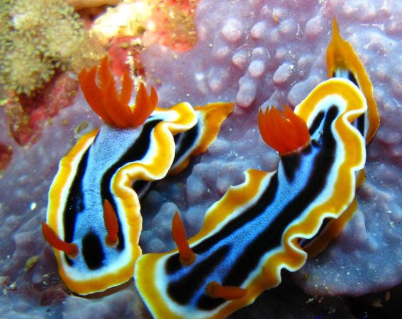 Sunday Invertebrates - Chromodorid Sea Slug | ASAP Aquarium