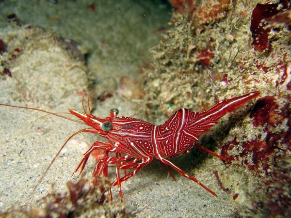 Top 5 Clean Up Crew Critters for Your Reef Tank | ASAP Aquarium