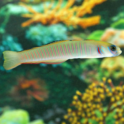 Friday Fish Facts - The Zebra Dart Goby | ASAP Aquarium