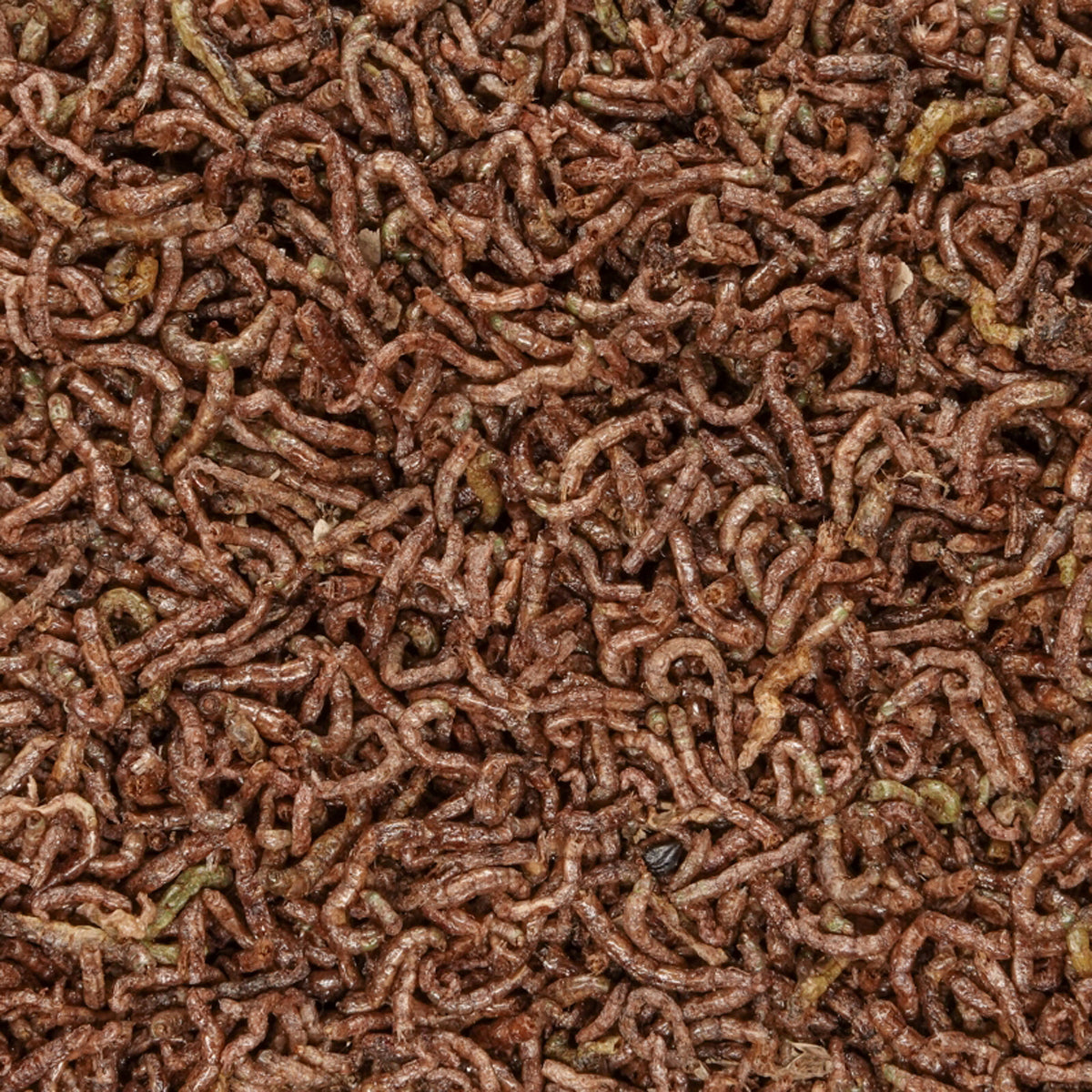 San Francisco Bay Brand Bloodworms Freeze Dried 1 oz | ASAP Aquarium